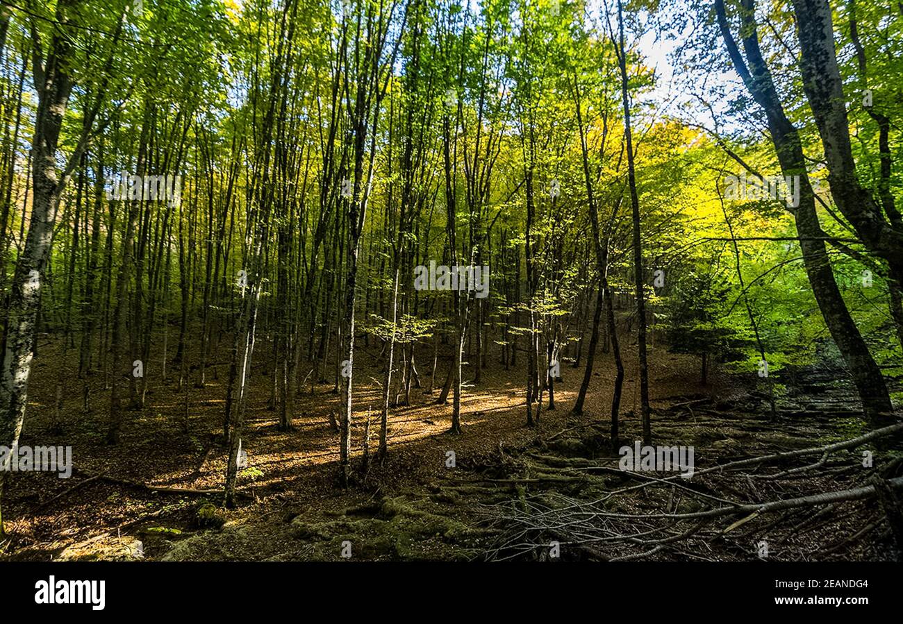 Forest canopy, early autumn forest landscape Stock Photo - Alamy
