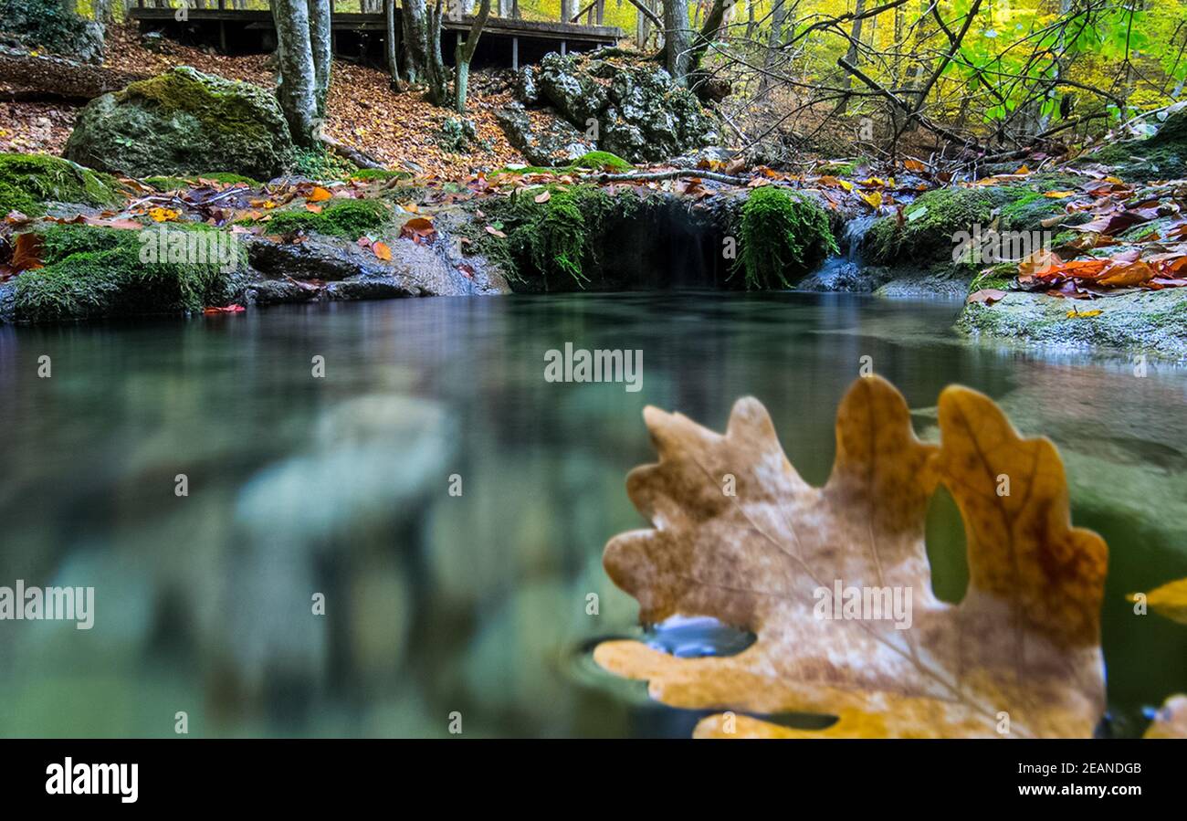 lake in the woods. Trees are reflected in the water Stock Photo - Alamy