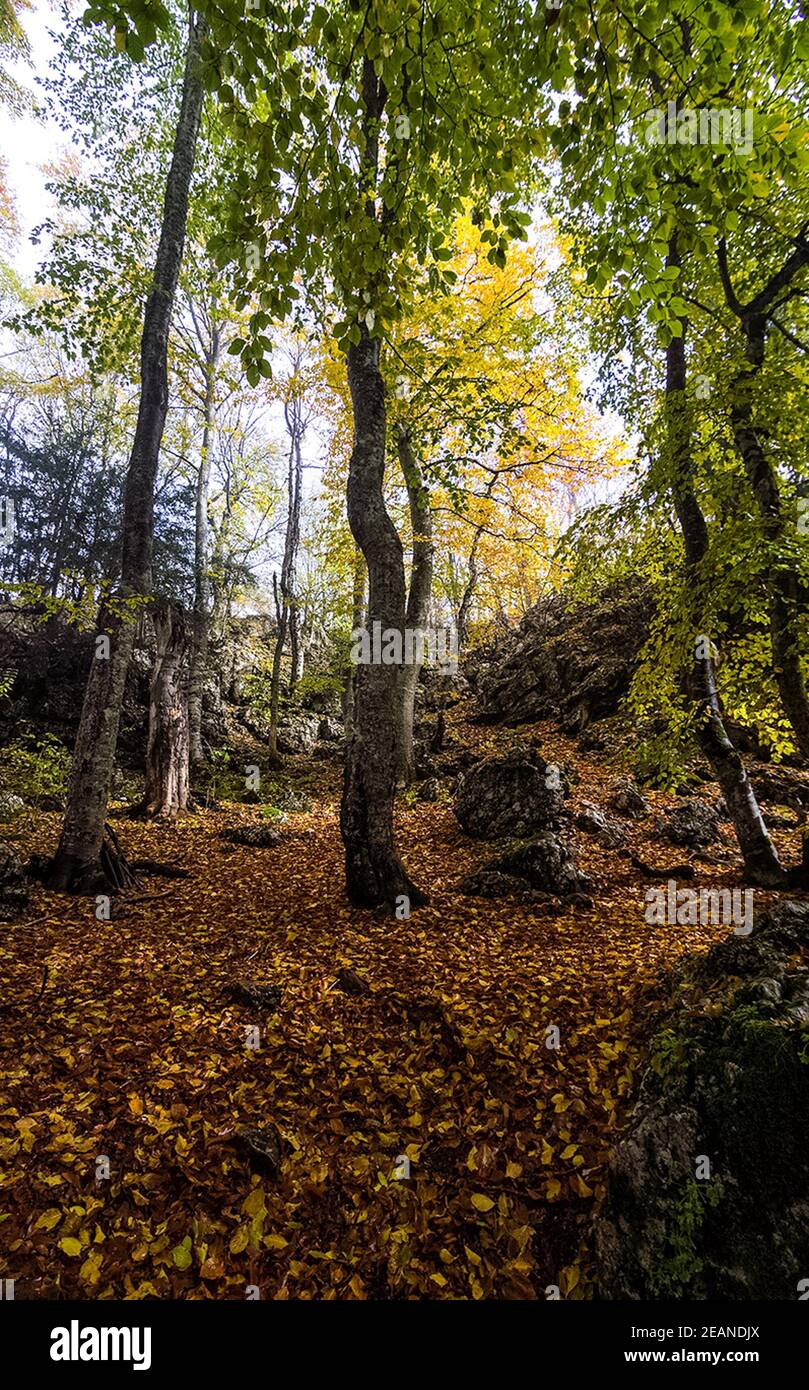 Forest canopy, early autumn forest landscape Stock Photo - Alamy