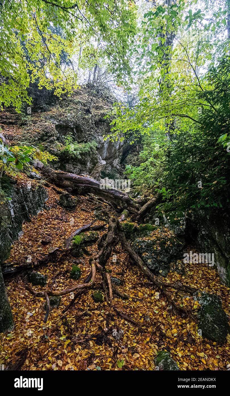 Forest canopy, early autumn forest landscape Stock Photo - Alamy