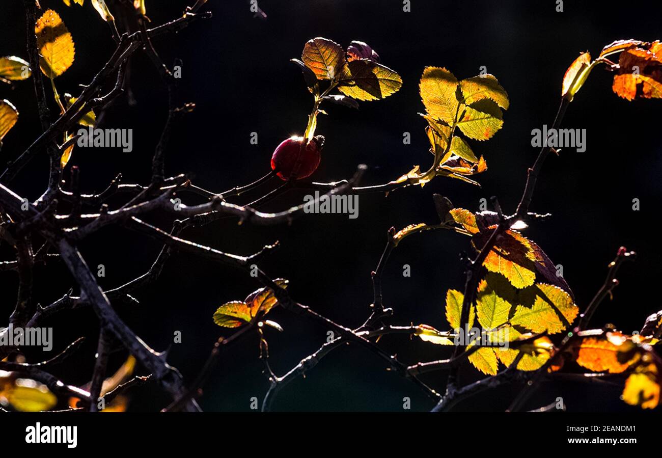 Forest canopy, early autumn forest landscape Stock Photo - Alamy