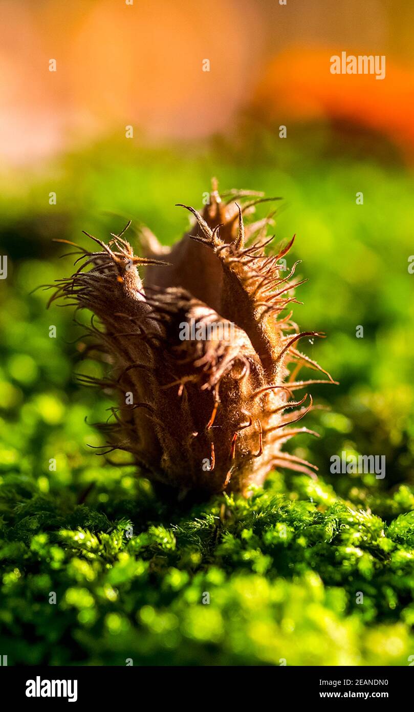 Prickly shell hi-res stock photography and images - Alamy