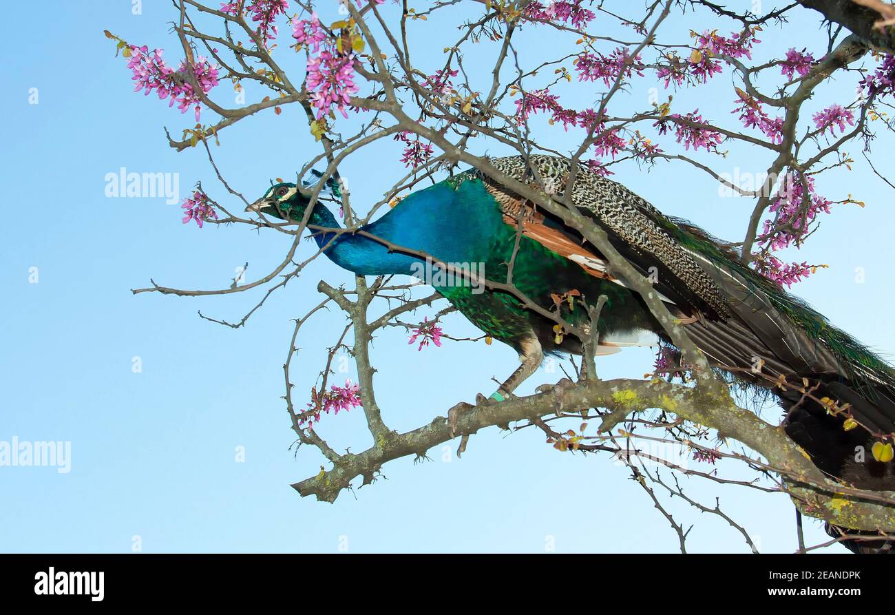 Royal peacock color hi-res stock photography and images - Alamy