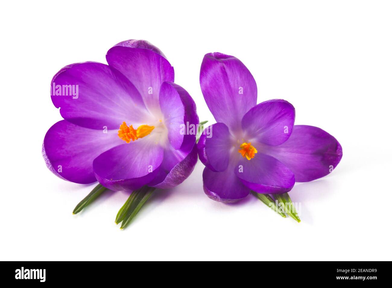 crocus on white background - fresh spring flowers Stock Photo - Alamy