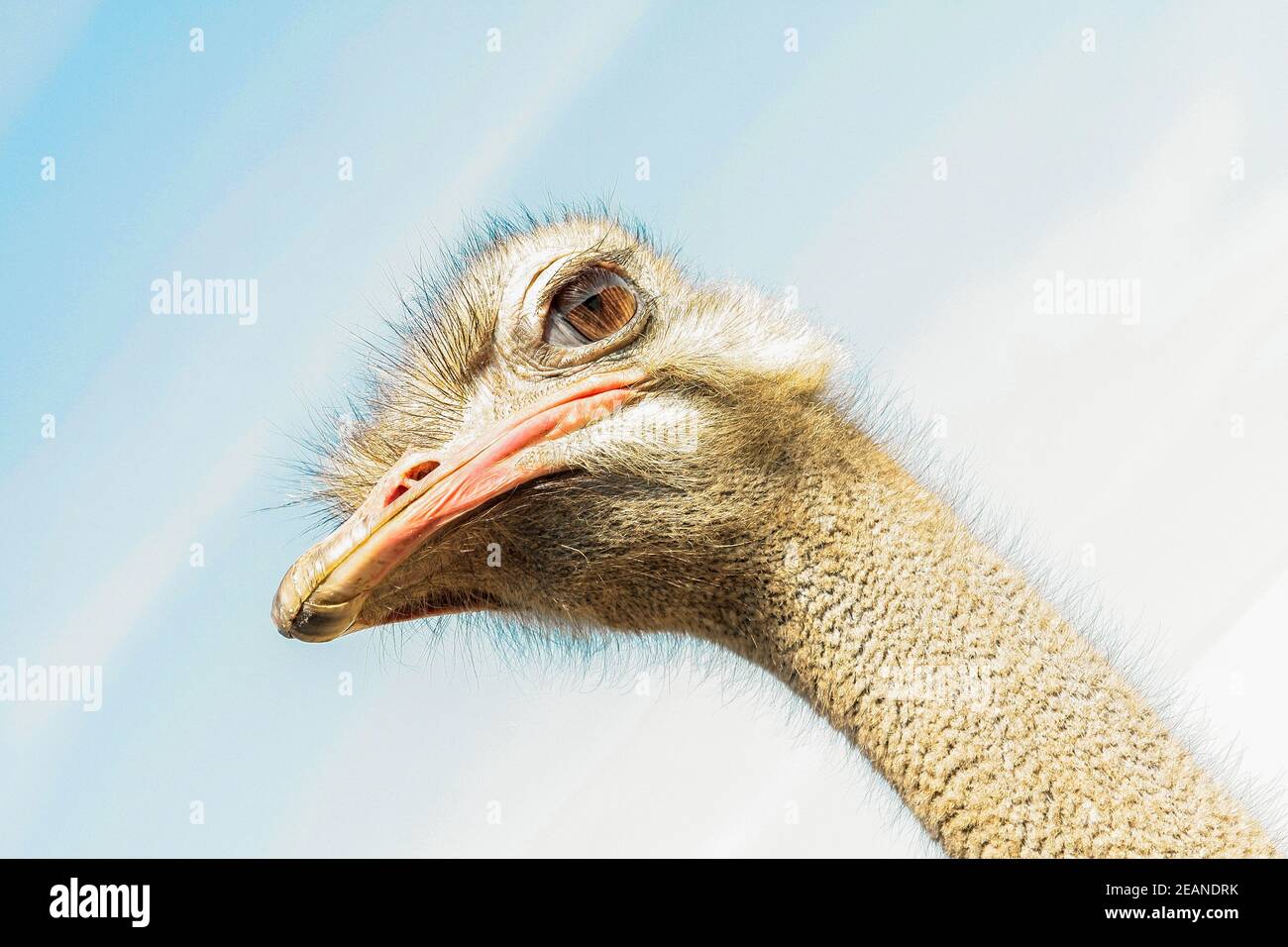 African ostrich eye hi-res stock photography and images - Alamy