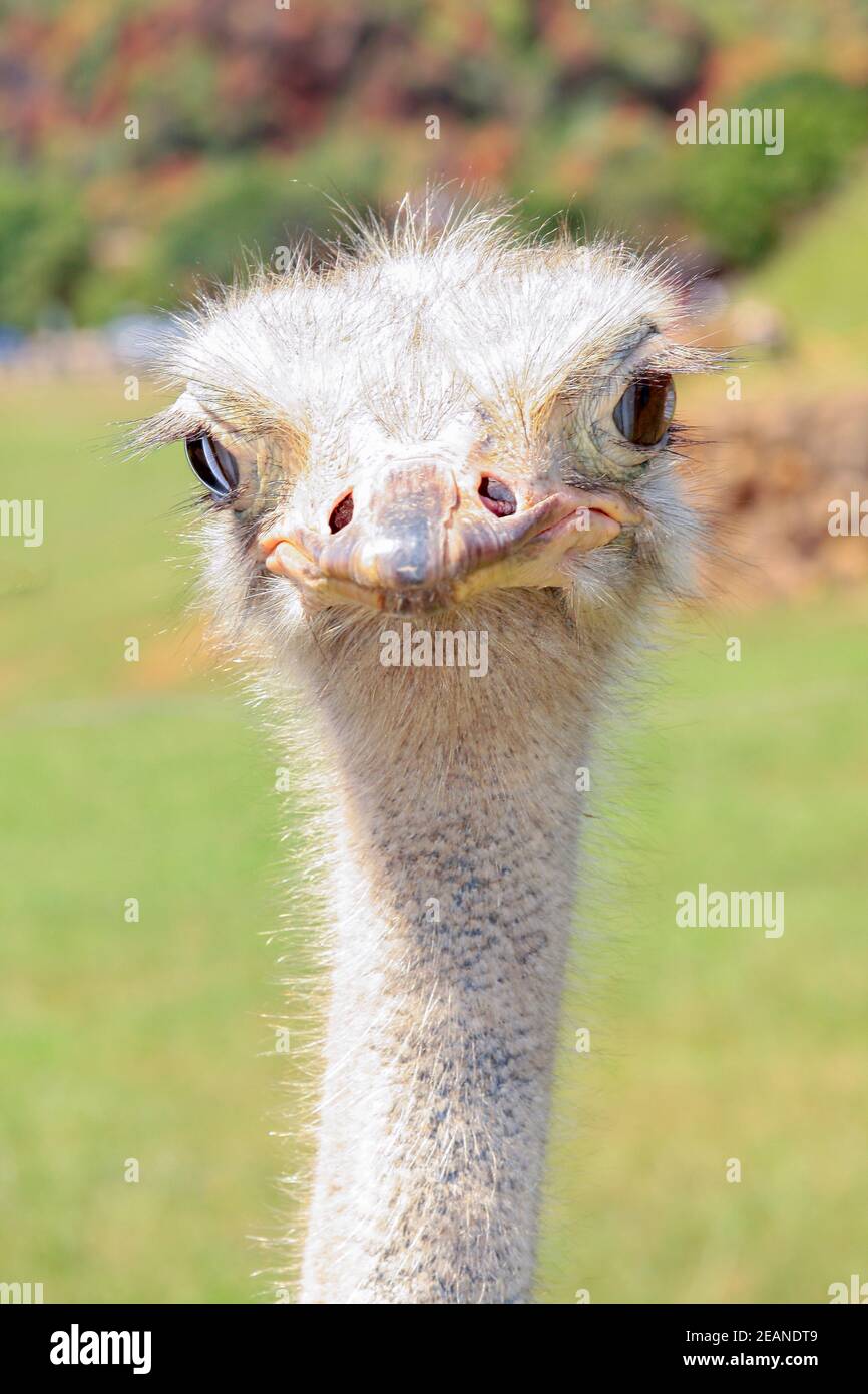 African ostrich eye hi-res stock photography and images - Alamy