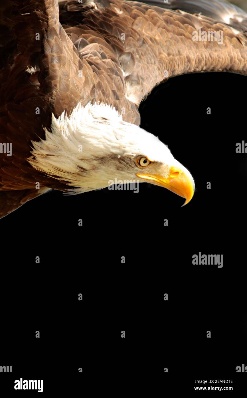 American bald eagle flight hi-res stock photography and images - Alamy