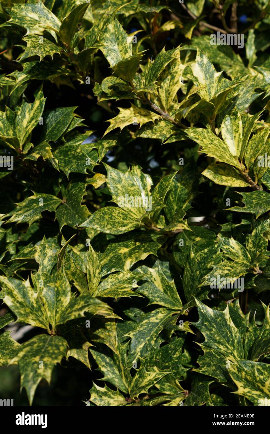 Evergreen bush with sharp green and yellow bright leaves Stock Photo ...