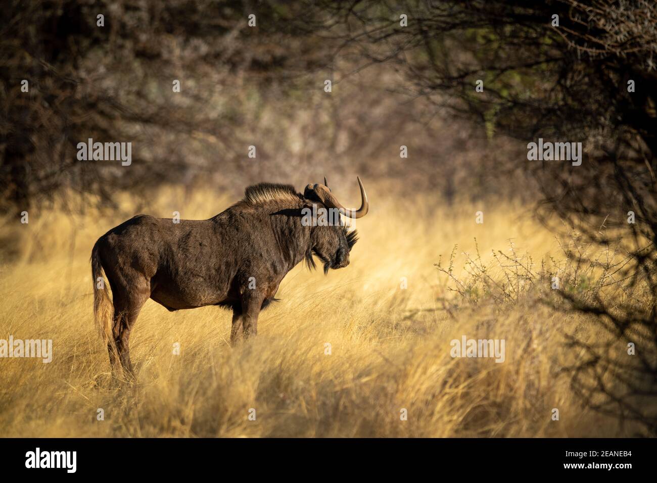 Profile of trees hi-res stock photography and images - Alamy
