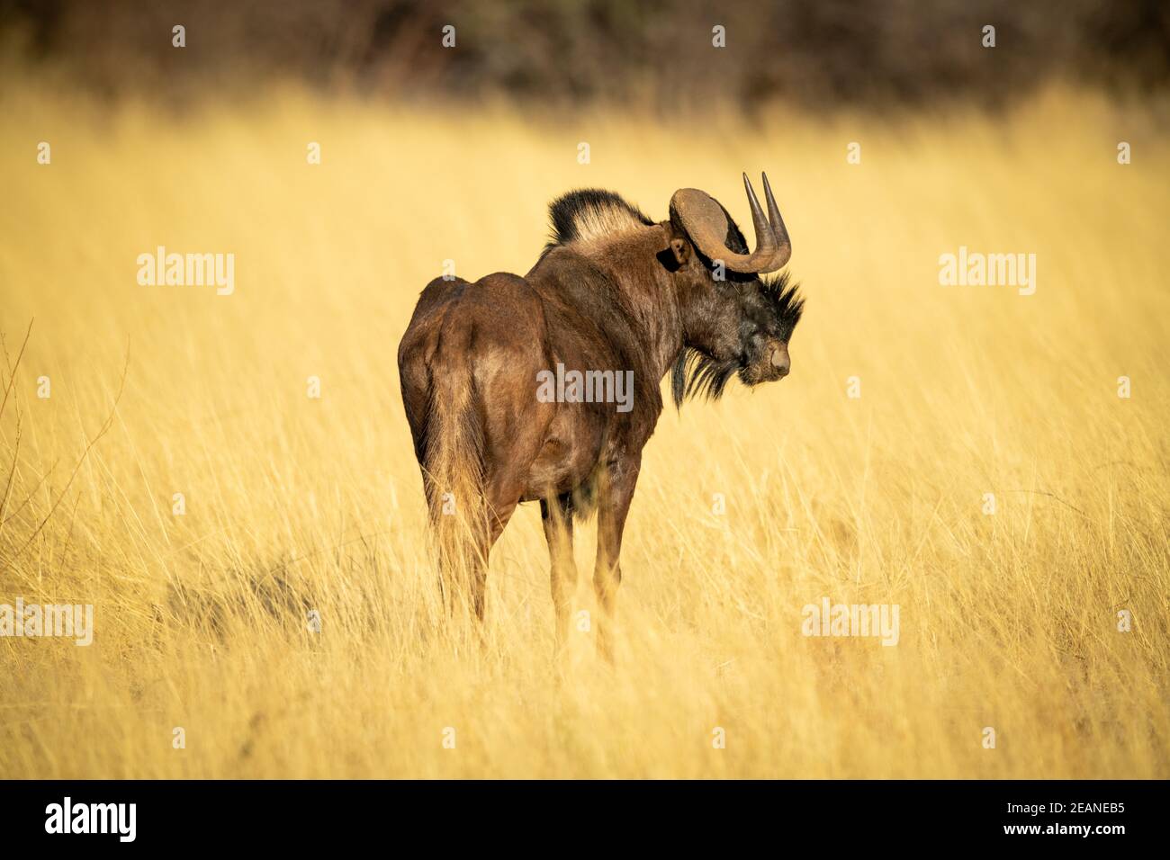 Black wildebeest hi-res stock photography and images - Alamy