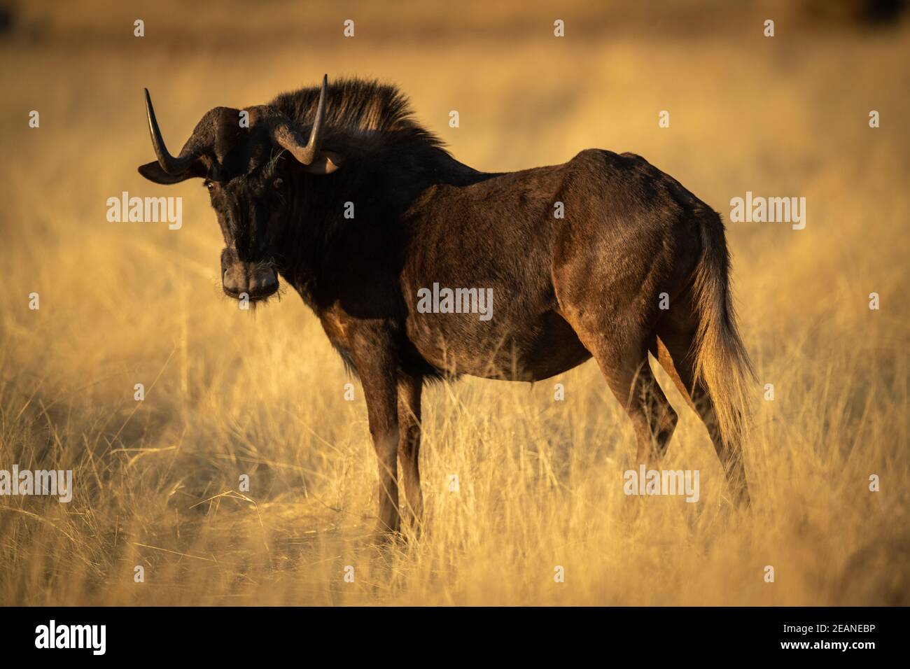 African Wildebeest Head