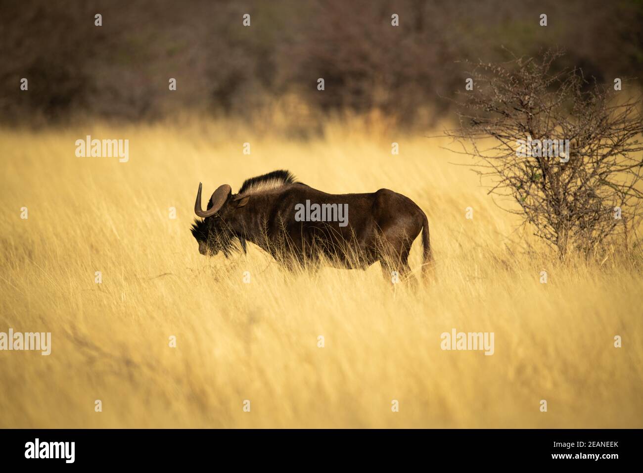 Golden wildebeest hi-res stock photography and images - Alamy
