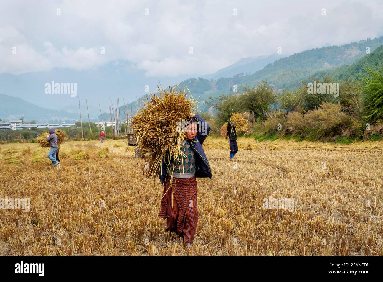 Harvesting rice hi-res stock photography and images - Alamy