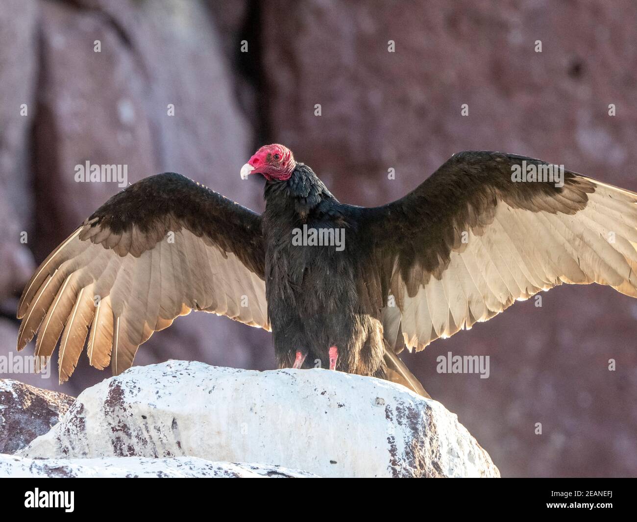 Adult turkey vulture (Cathartes aura), drying its wings at Los Islotes ...