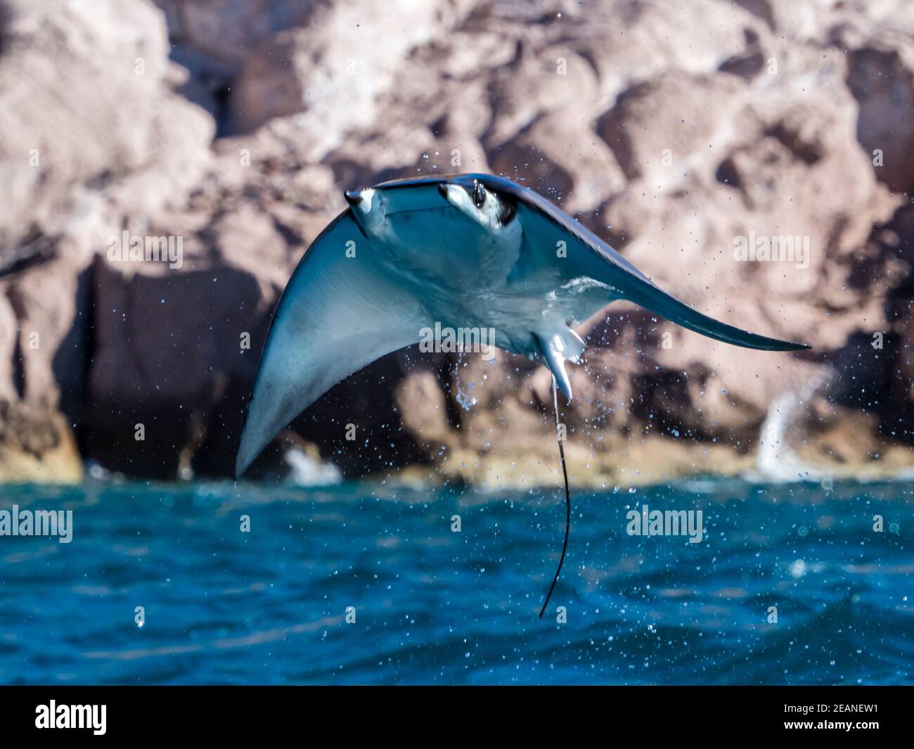 Adult Munk's pygmy devil ray (Mobula munkiana), leaping into the air ...