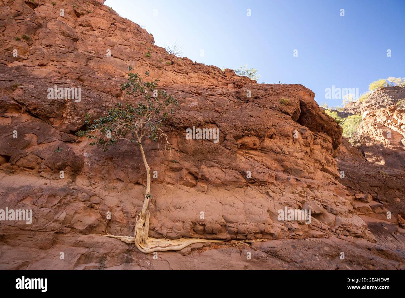 Mexico desert landscape hi-res stock photography and images - Alamy