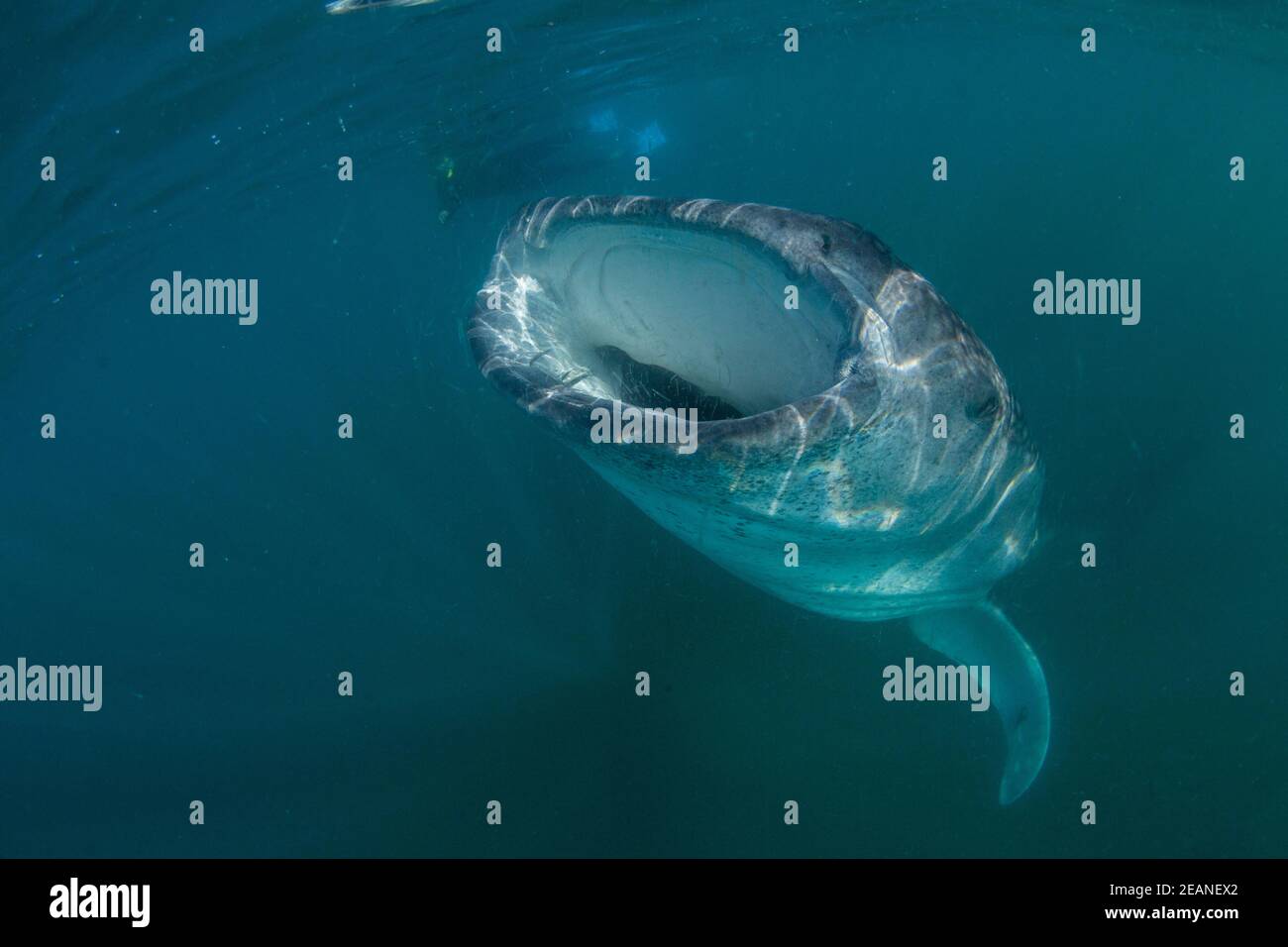 Rhincodon typus young hi-res stock photography and images - Alamy