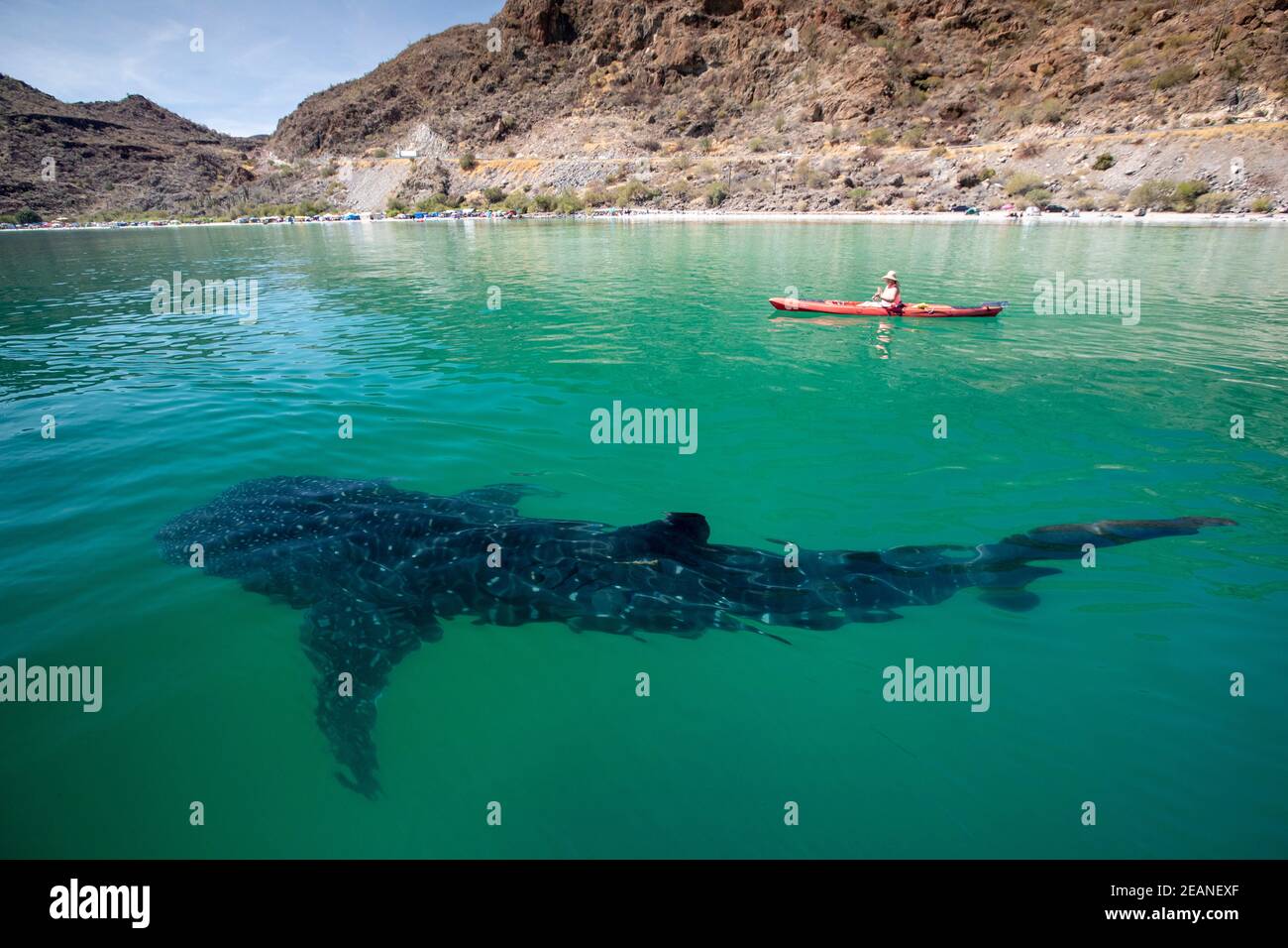 A young whale shark (Rhincodon typus), near kayaker in Bahia Coyote ...