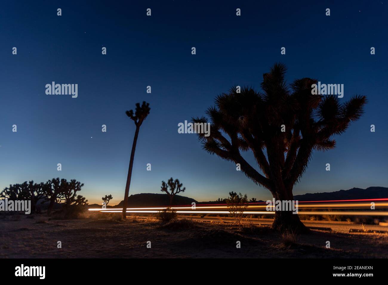Joshua tree (Yucca brevifolia), at night in Joshua Tree National Park ...