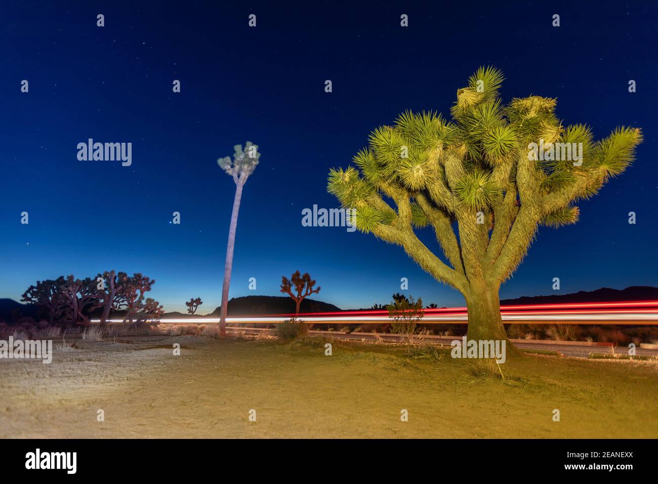 Joshua tree (Yucca brevifolia), at night in Joshua Tree National Park ...