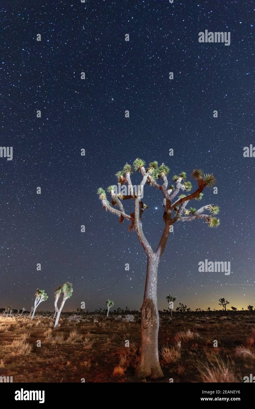 Joshua tree (Yucca brevifolia), at night in Joshua Tree National Park ...