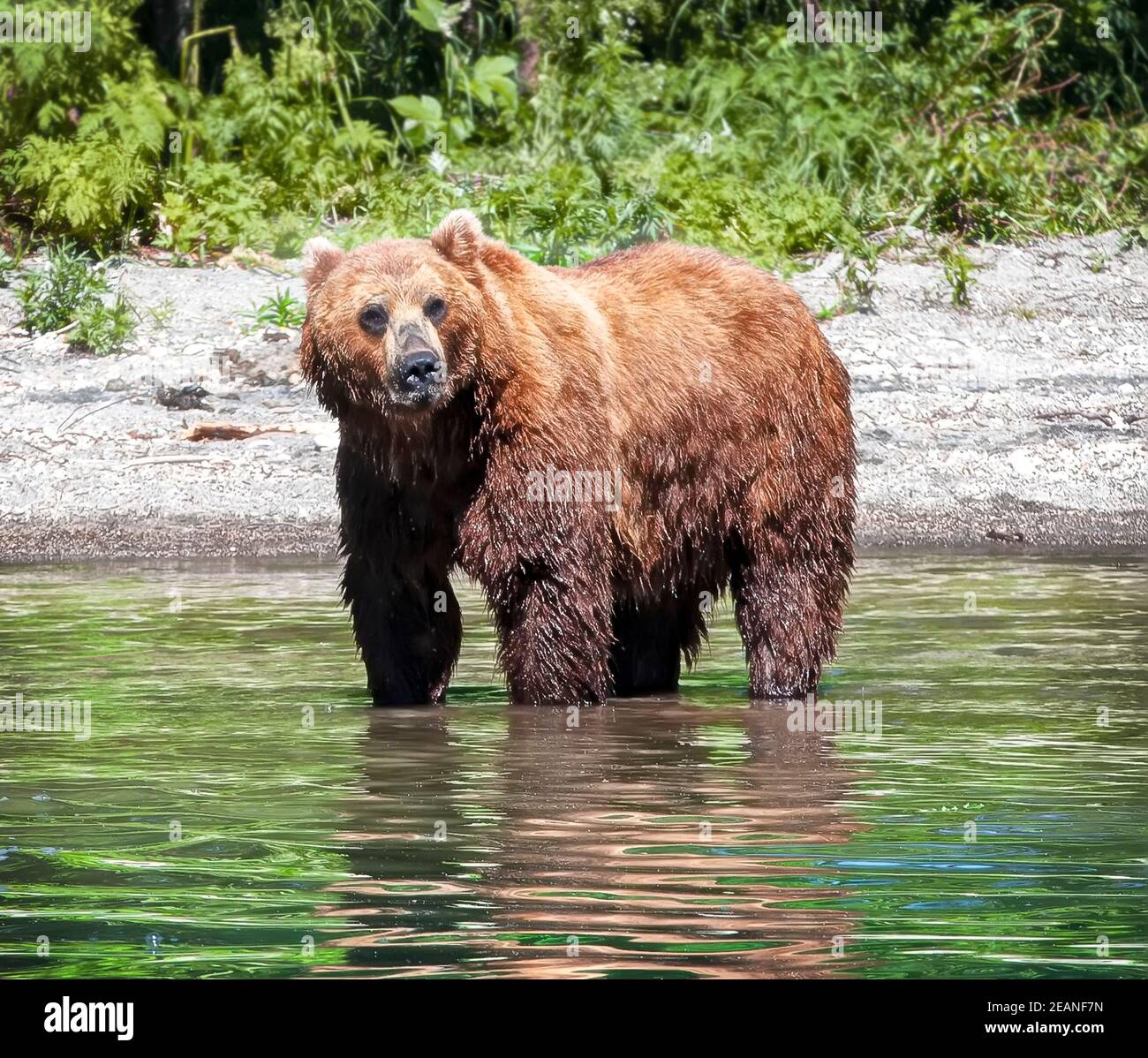 East siberian brown bear hi-res stock photography and images - Alamy
