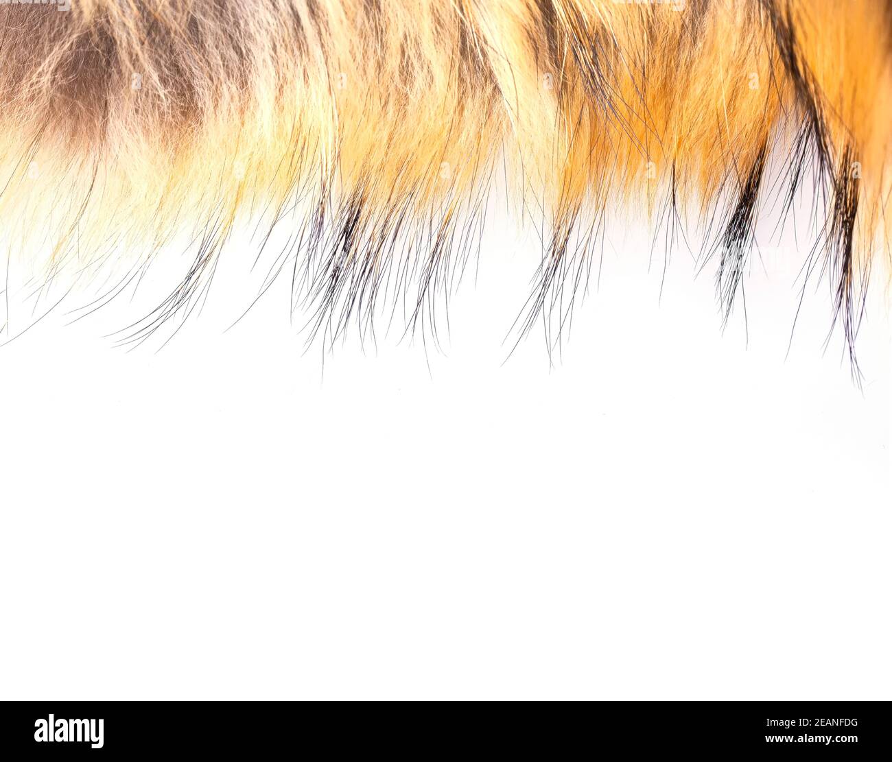 Fox Fur Wallpaper
