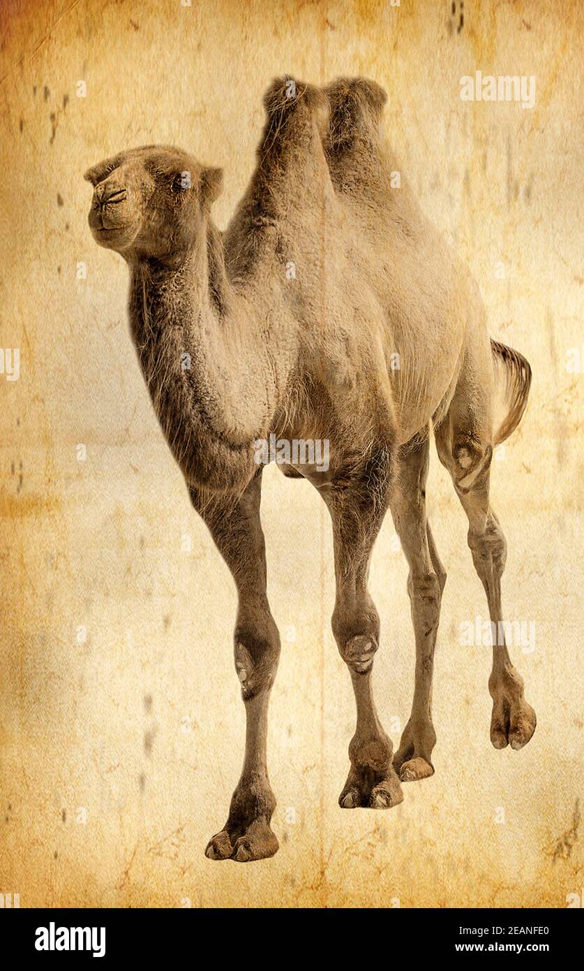 old photo camel isolated Stock Photo - Alamy