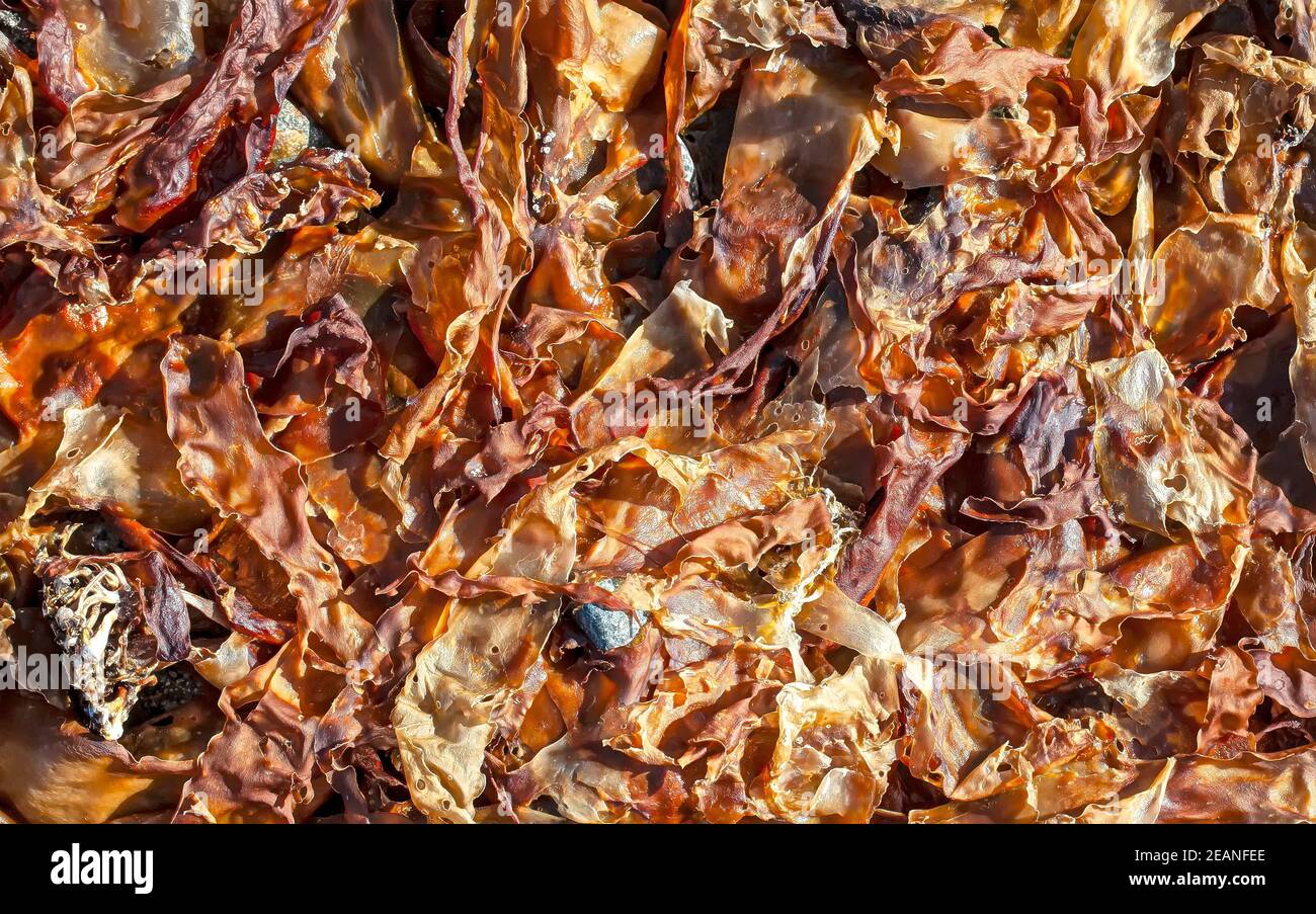 Selective focus. Texture of the seaweed on the shore Stock Photo - Alamy
