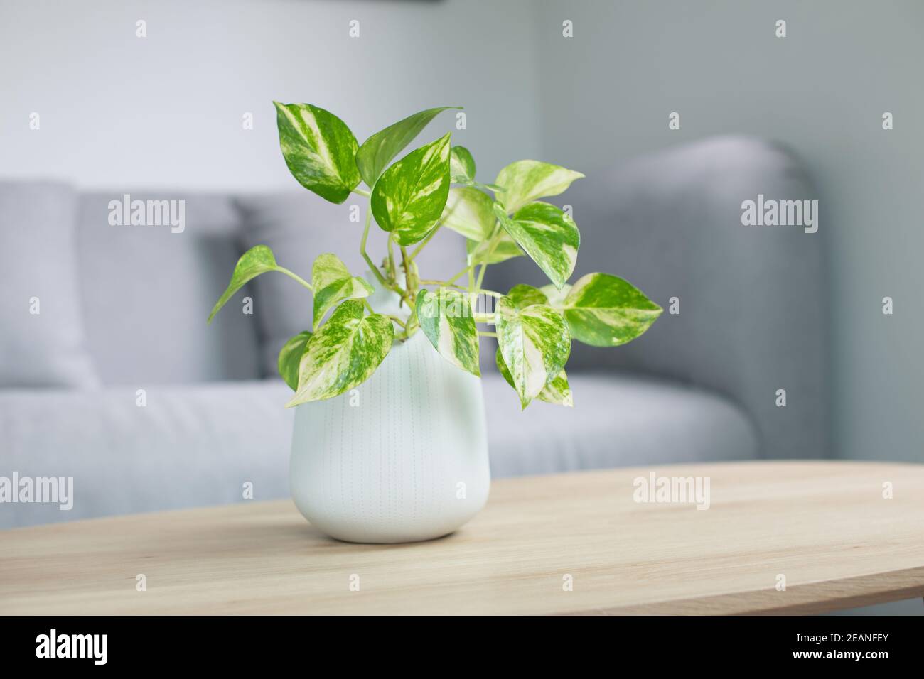 Pothos Plant High Resolution Stock Photography and Images - Alamy
