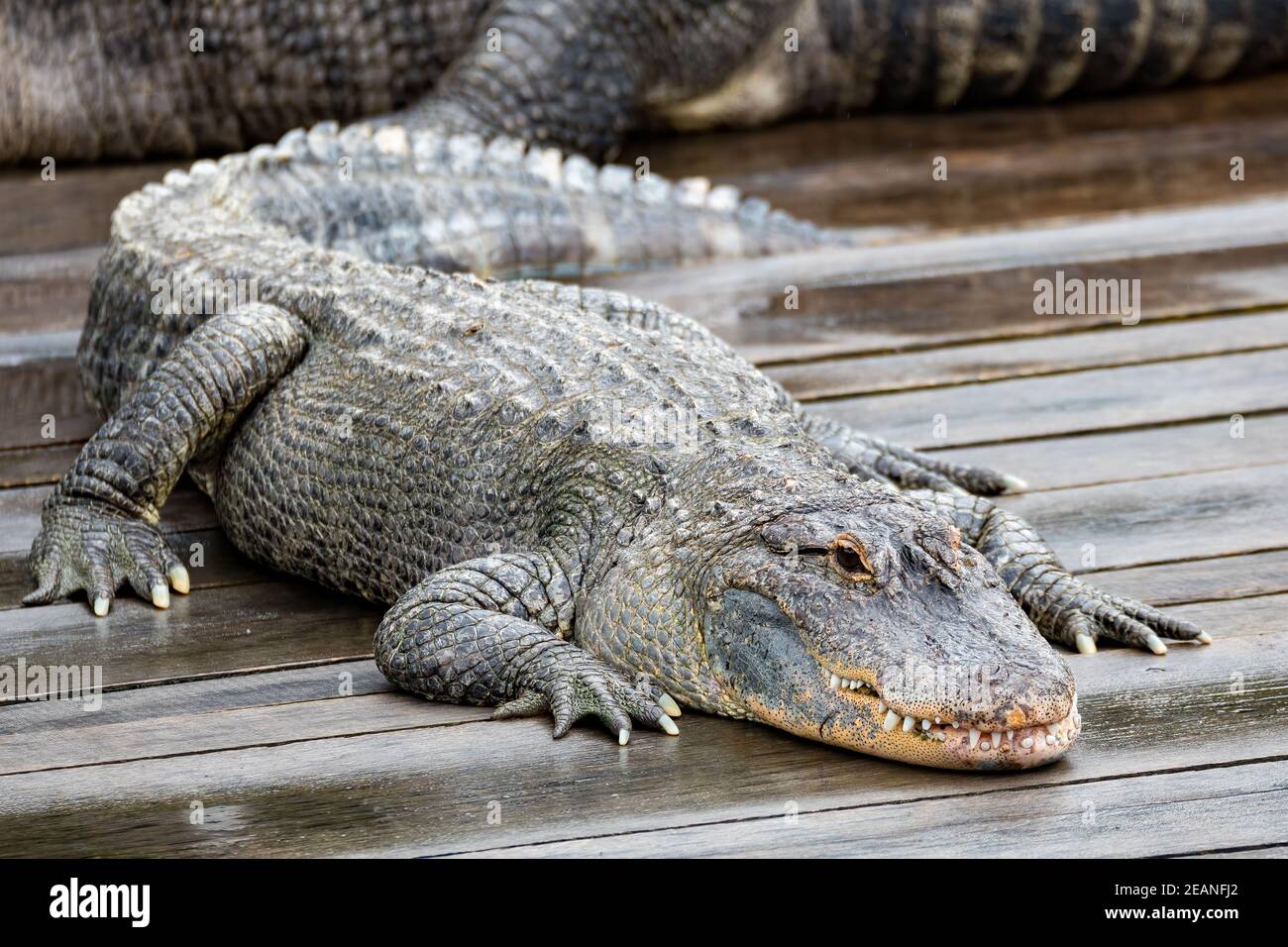 American alligator (Alligator mississippiensis Stock Photo - Alamy