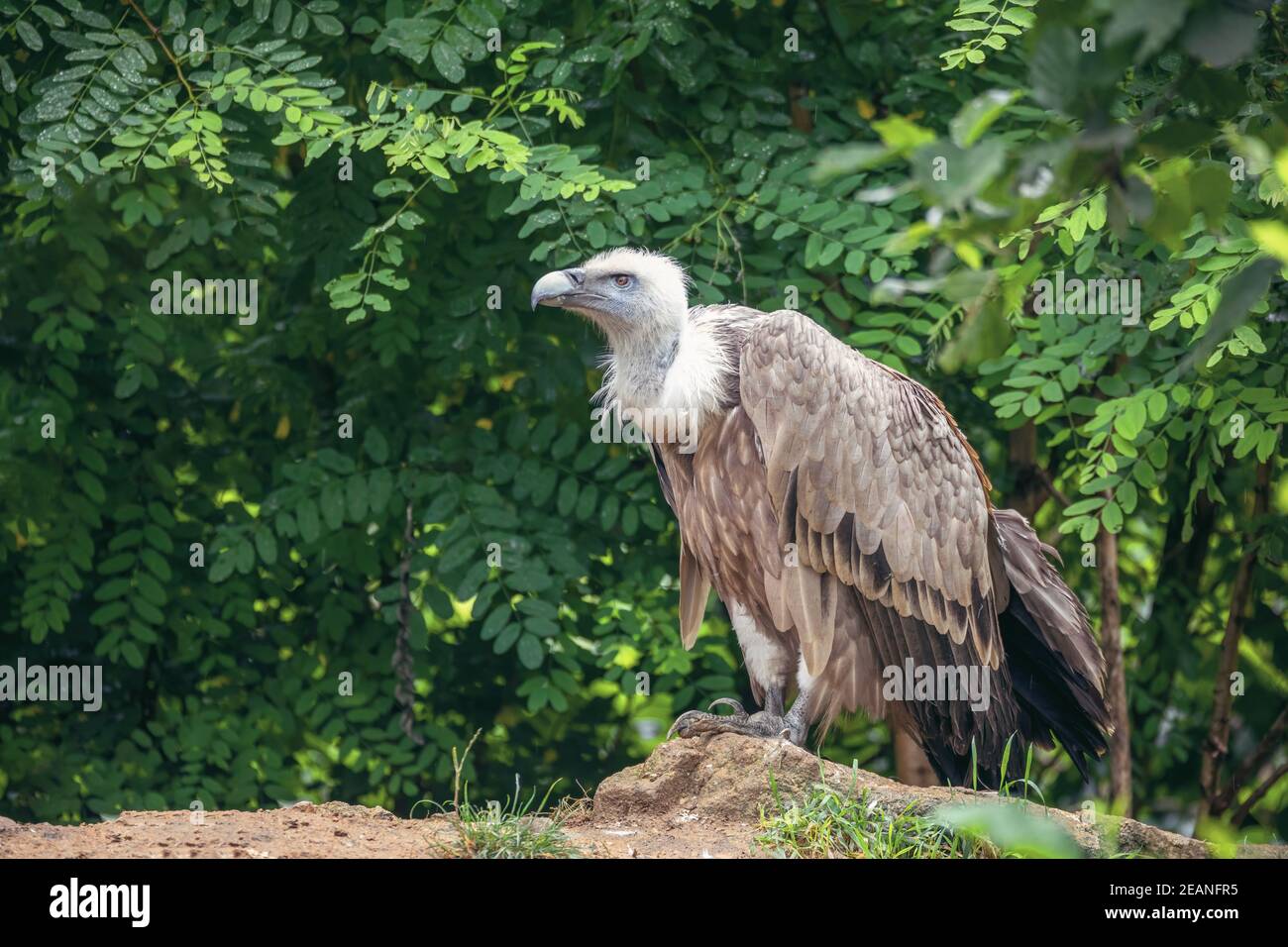 Himalayan vulture or Himalayan griffon vulture Stock Photo - Alamy