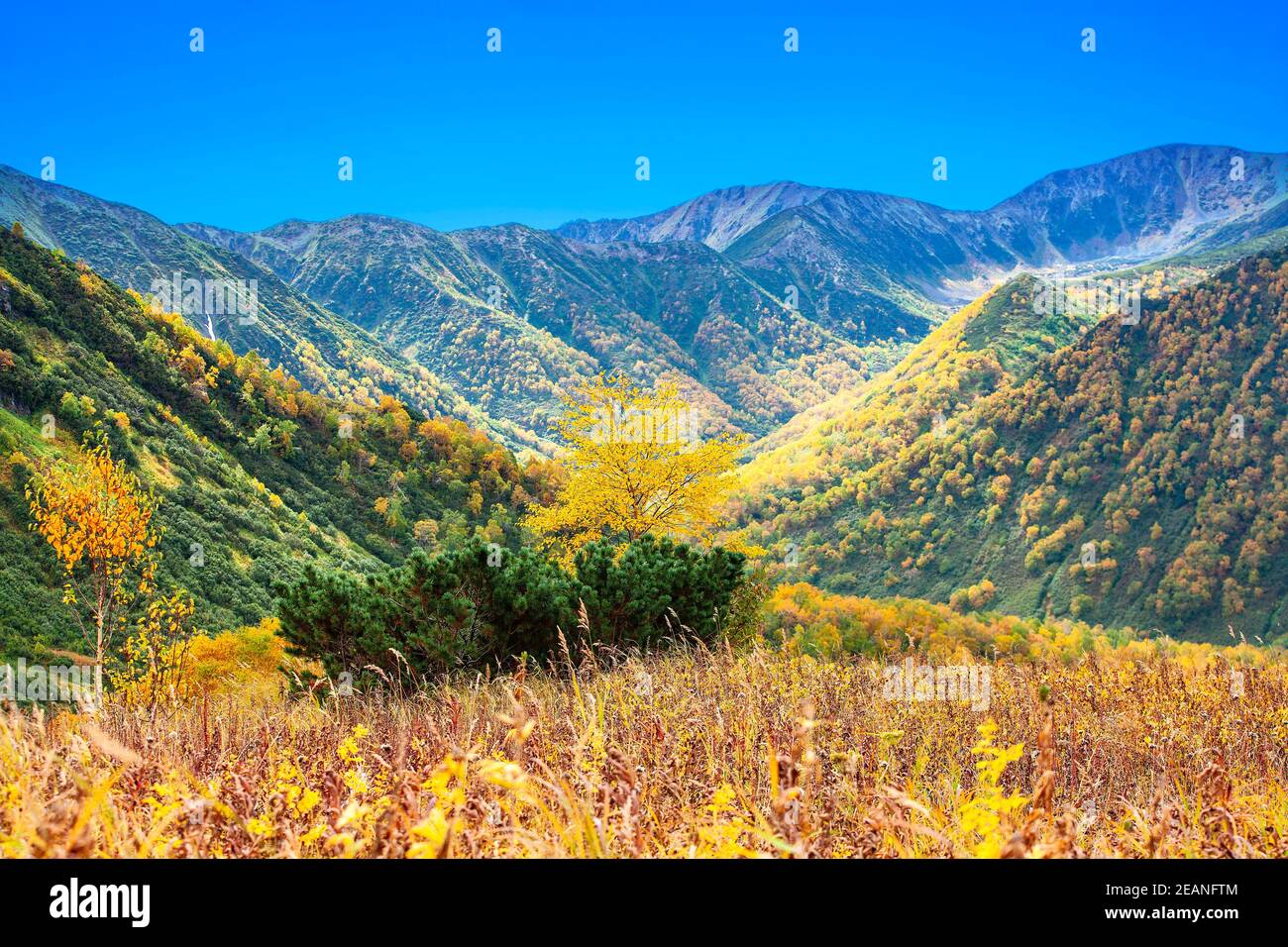 Kamchatka peninsula forest hi-res stock photography and images - Alamy