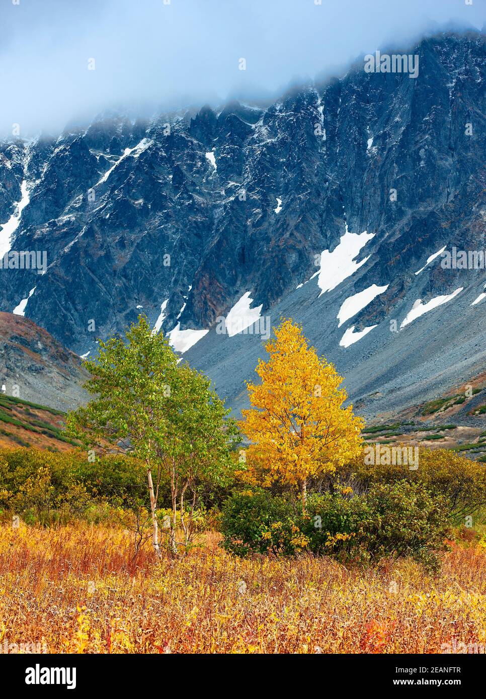 Kamchatka peninsula forest hi-res stock photography and images - Alamy