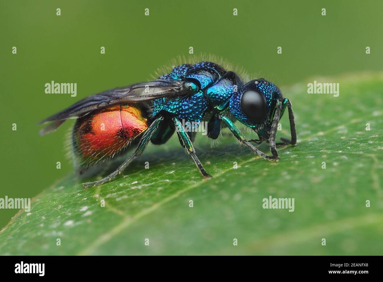Ruby-tailed Wasp resting on birch leaf. Tipperary, Ireland Stock Photo ...