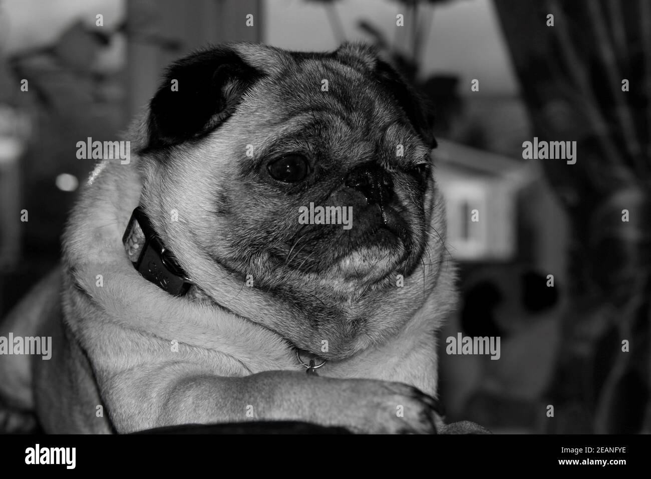 Female pug hi-res stock photography and images - Alamy