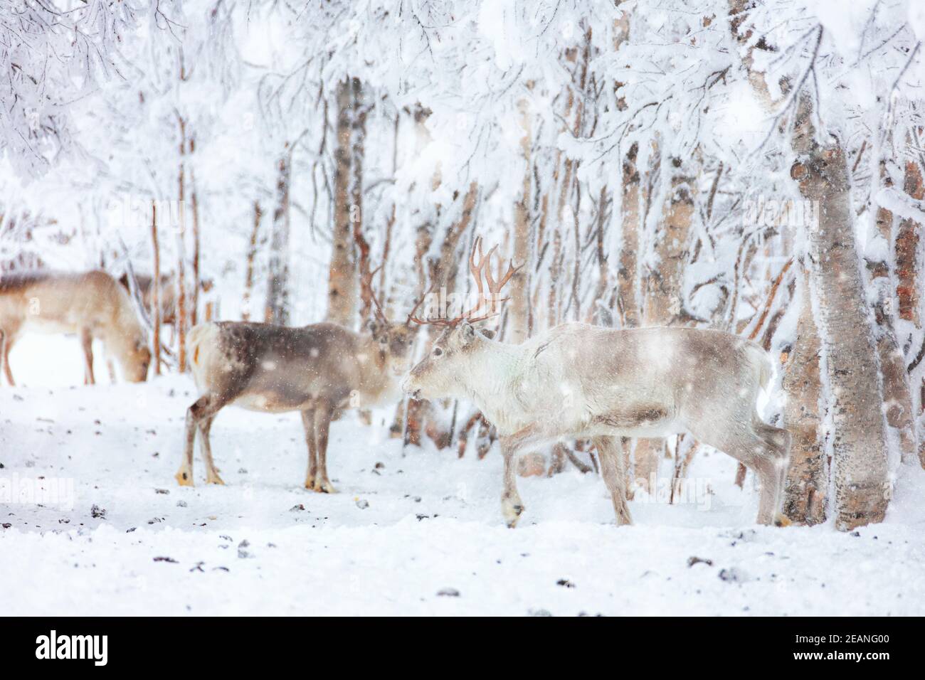 Reindeers and trees hi-res stock photography and images - Alamy
