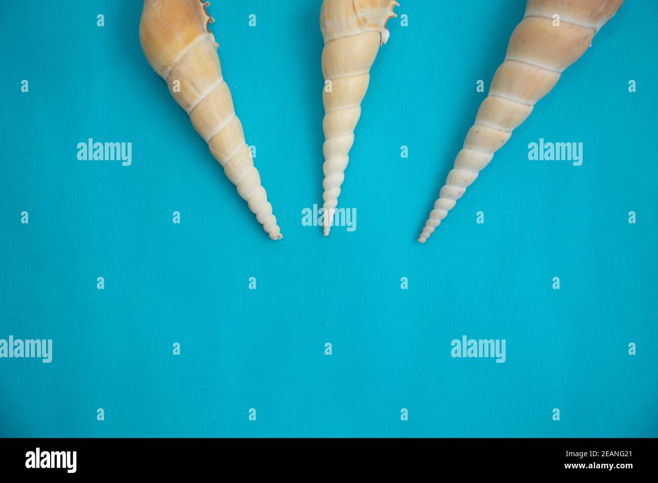 Auger snails hi-res stock photography and images - Alamy