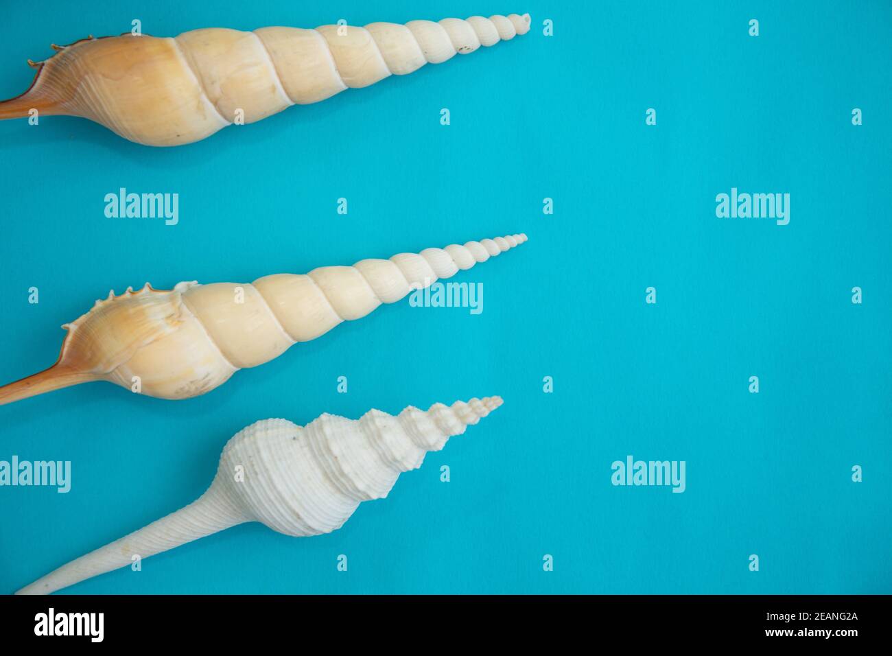 Top view of American Auger seashells isolated on a blue background ...