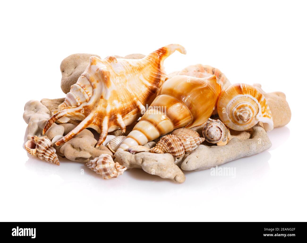 Some shells from the ocean isolated on white background Stock Photo - Alamy