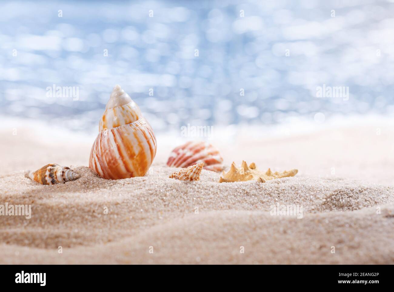 Shiny big seashell and other small seashells on the beach with perfect ...
