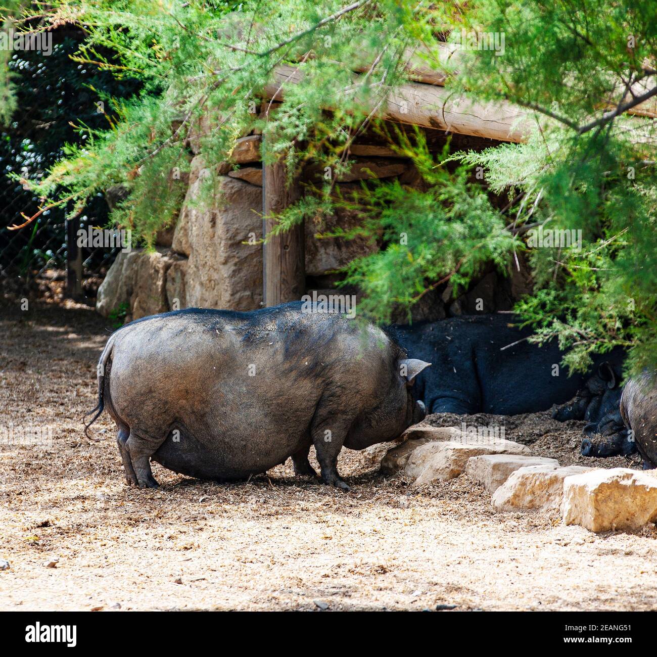 Large hairy black pig hi-res stock photography and images - Alamy