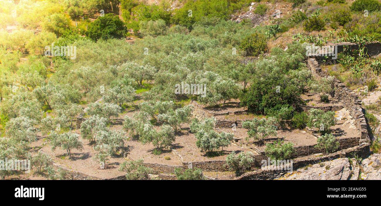 Natural olive tree view hi-res stock photography and images - Alamy