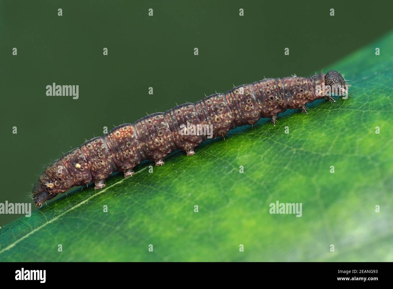 Small Fan-foot moth caterpillar (Herminia grisealis) at rest on oak ...