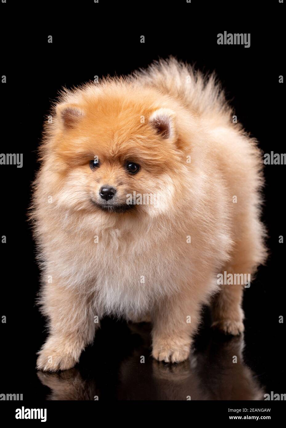 Pomeranian dog portrait in studio hi-res stock photography and images ...