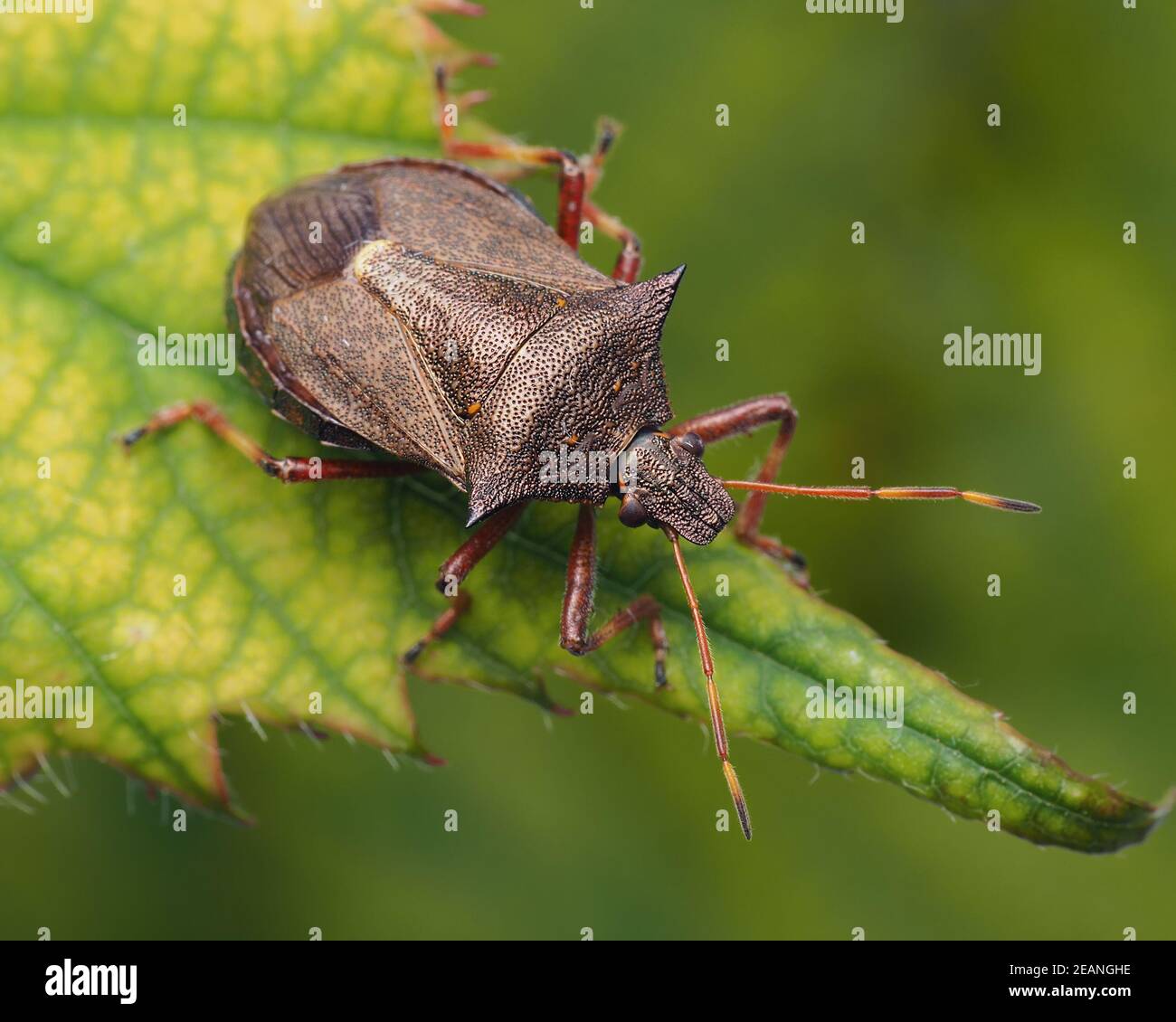 Spiked Shieldbug (Picromerus bidens) crawling on bramble leaf ...