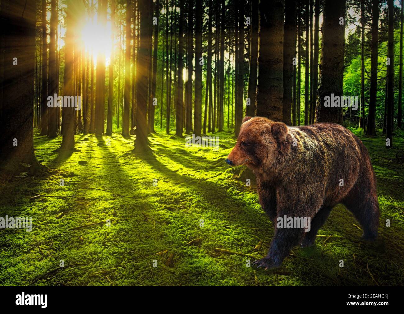 Big bear trees hi-res stock photography and images - Alamy