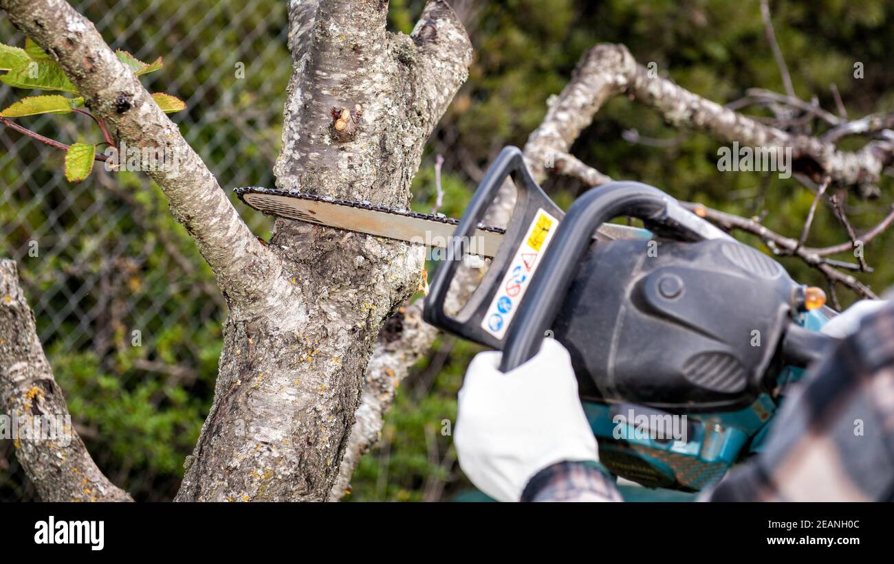 Farmer pruning a cherry tree in autumn. Agriculture Stock Photo - Alamy