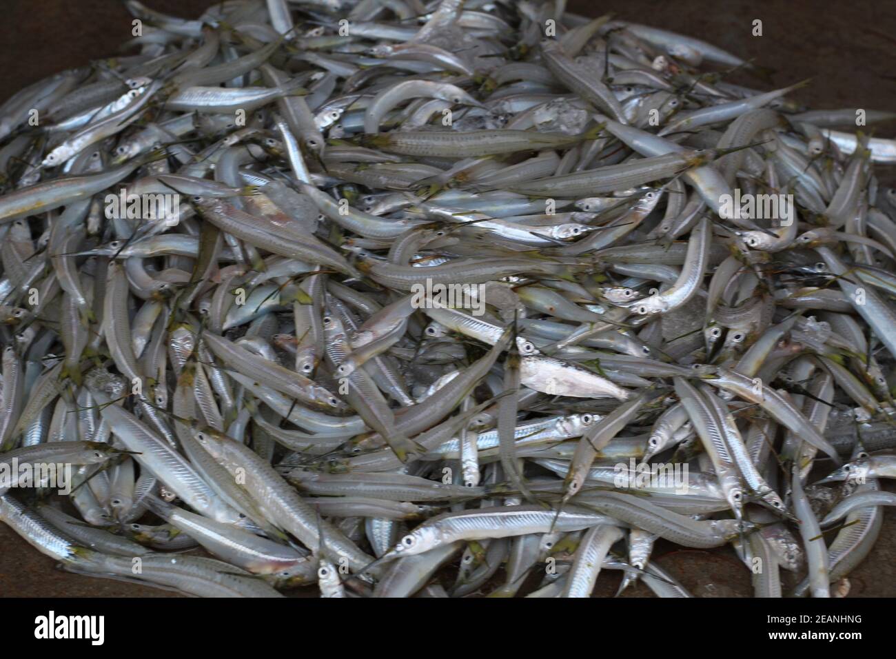 huge bunch of needle fish sale half beak fish sal ein indian fish ...