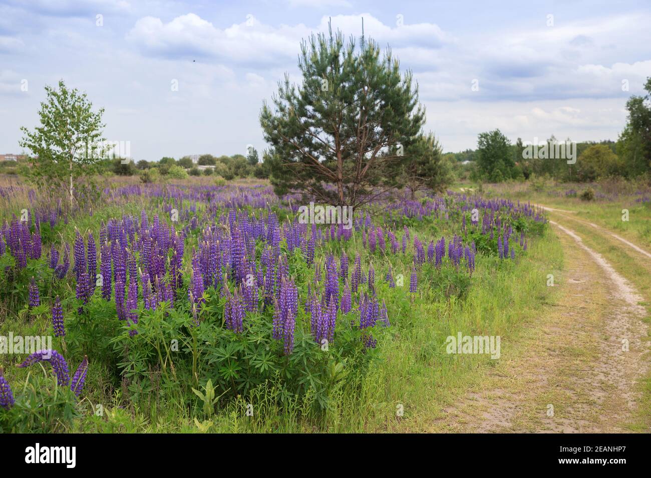 Flower wild lupin roadside plant hi-res stock photography and images ...